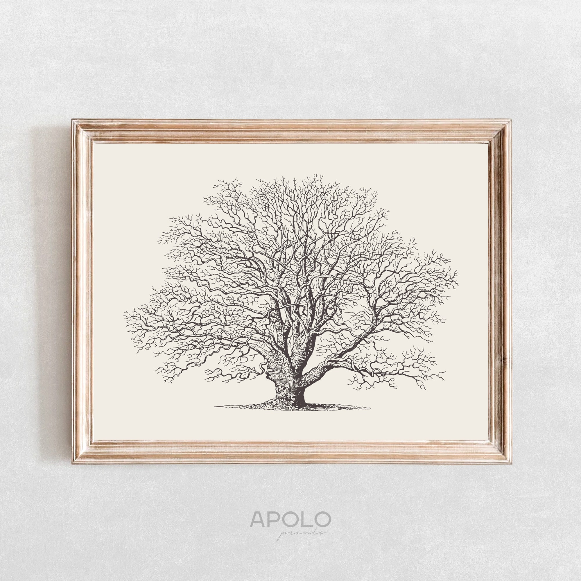 Oak Tree Winter Sketch
