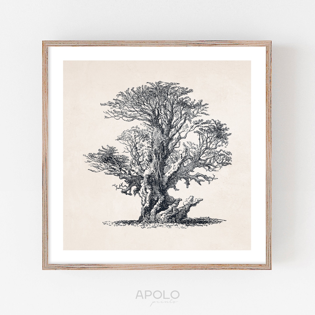 Ancient Oak Tree Sketch Print, Vintage Tree Drawing Enhanced, Digital ...