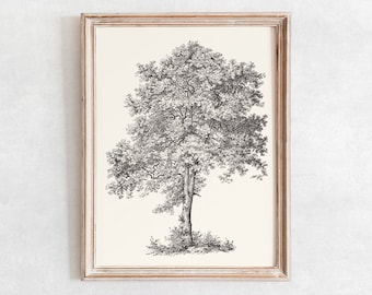 Sycamore Tree Art Print | Vintage Landscape Sketch | Digital Download ...