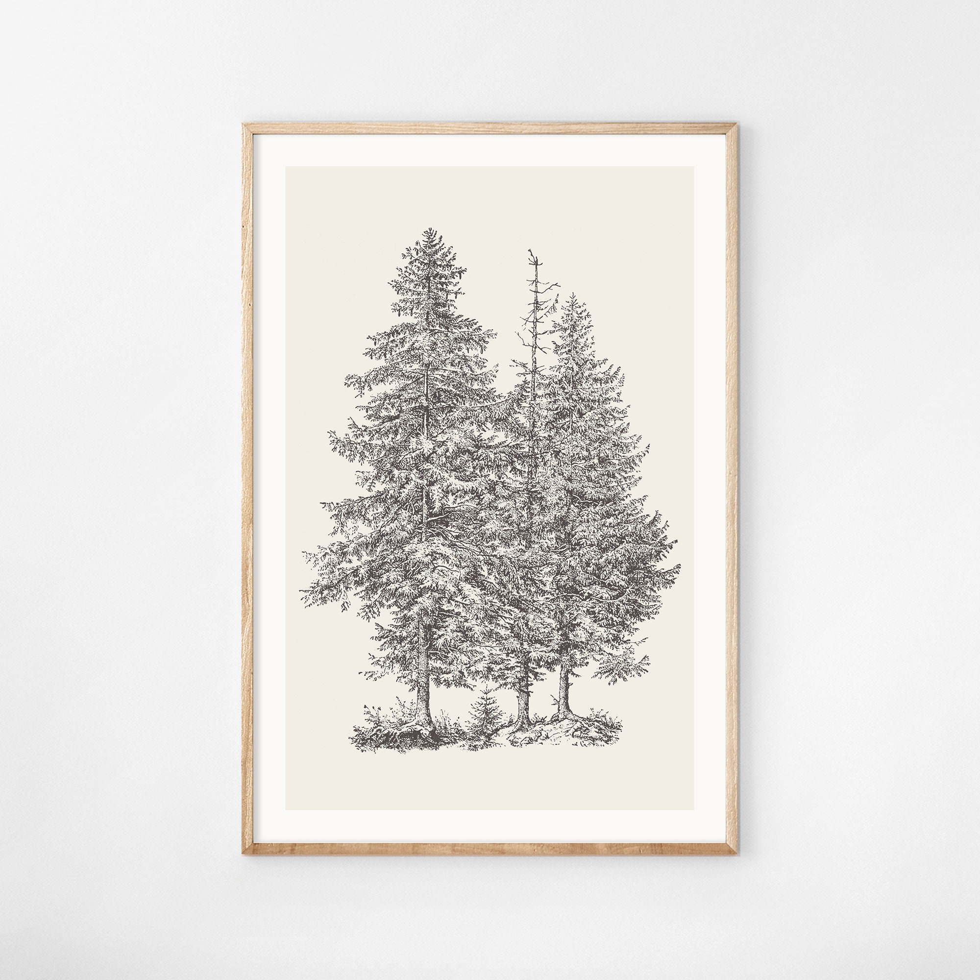Norway Spruce Tree Sketch Print Vintage Rustic Drawing | Etsy