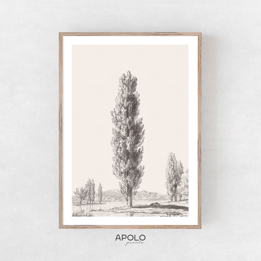 Cypress Tree Sketch, Printable Vintage Tree Drawing Enhanced, Neutral ...