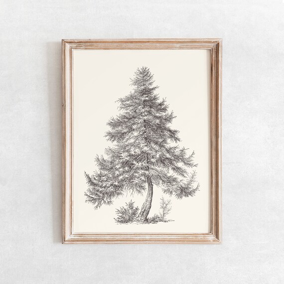 Larch Tree Sketch Print Vintage Rustic Drawing Enhanced - Etsy
