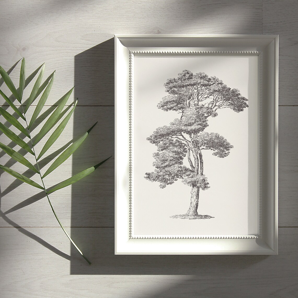 Loblolly Pine Tree Sketch Print Vintage Botanical Drawing - Etsy
