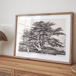 Printable Cedar of Lebanon Tree Sketch, Vintage Tree Drawing Enhanced ...