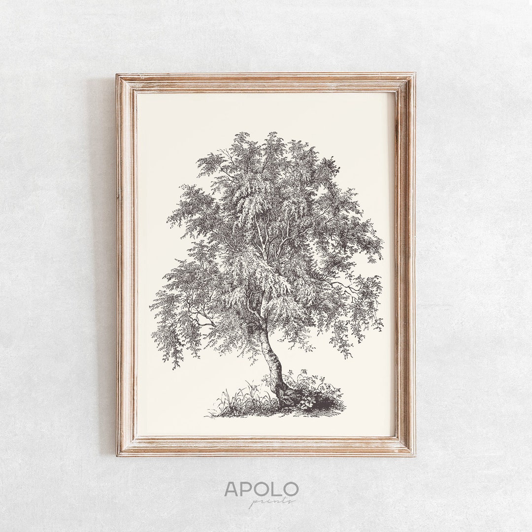 Betula Tree Sketch, Printable Tree Art, Vintage Drawing Enhanced ...