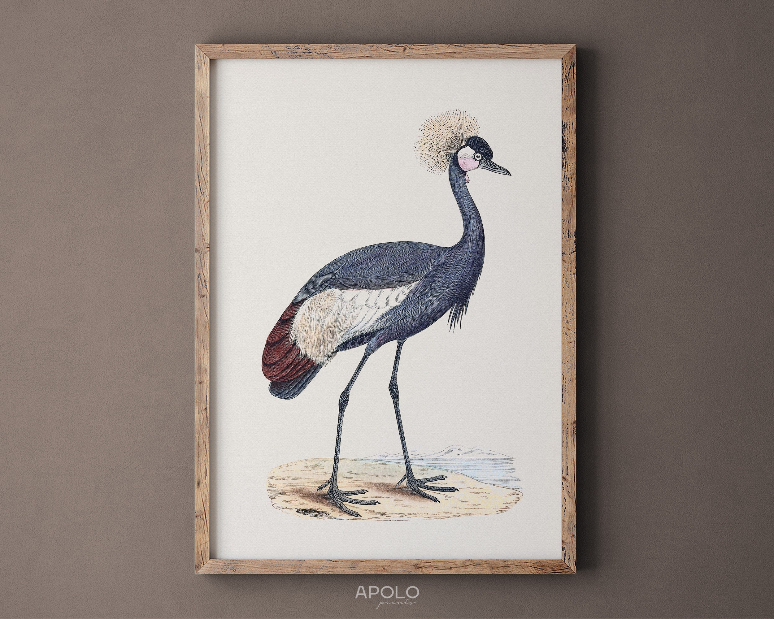 Printable Grey Crowned Crane Wall Art Vintage Bird Drawing - Etsy