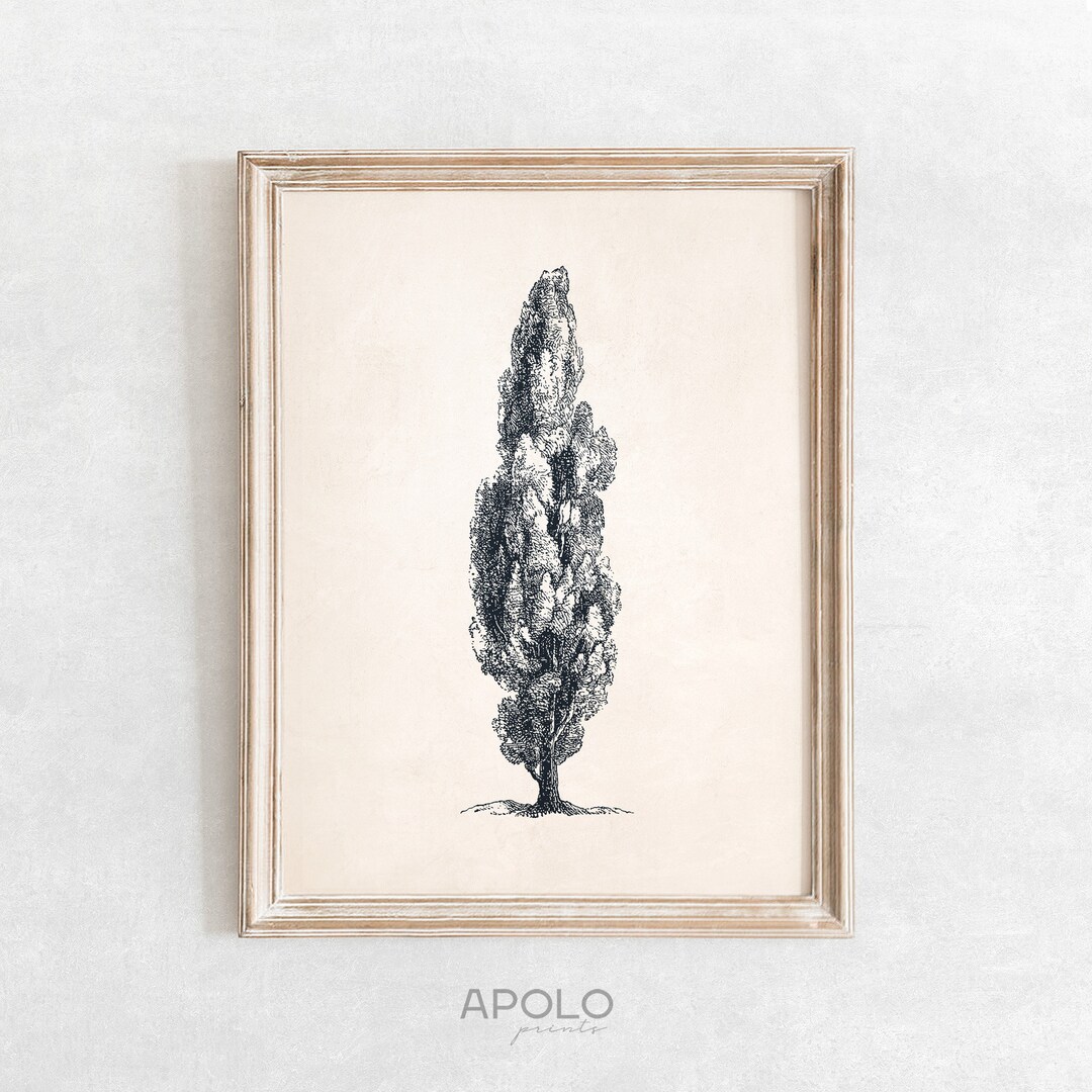Tuscany Tree Sketch, Printable Vintage Italian Cypress Tree Drawing ...