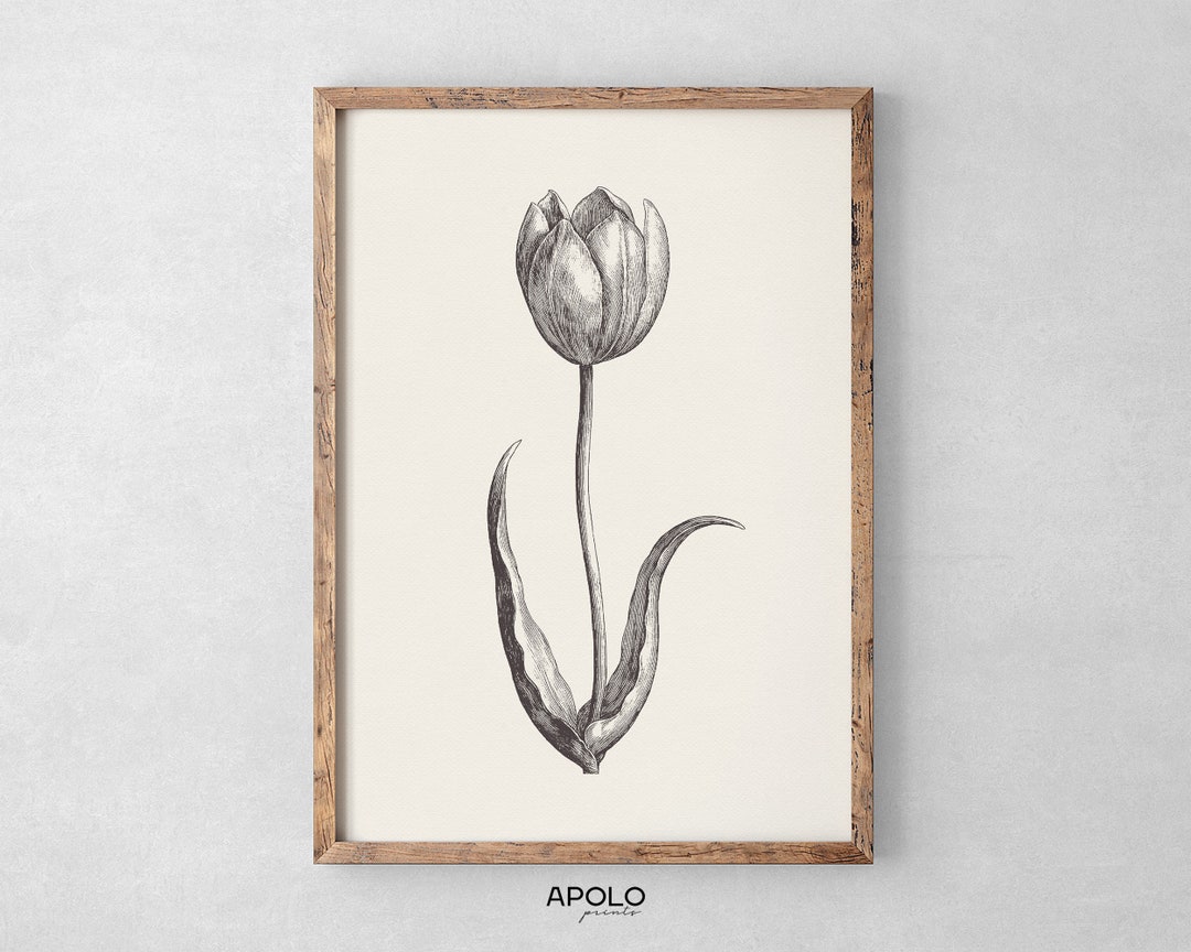 Tulip Flower Print, Minimal Floral Wall Art, Vintage Flower Sketch ...