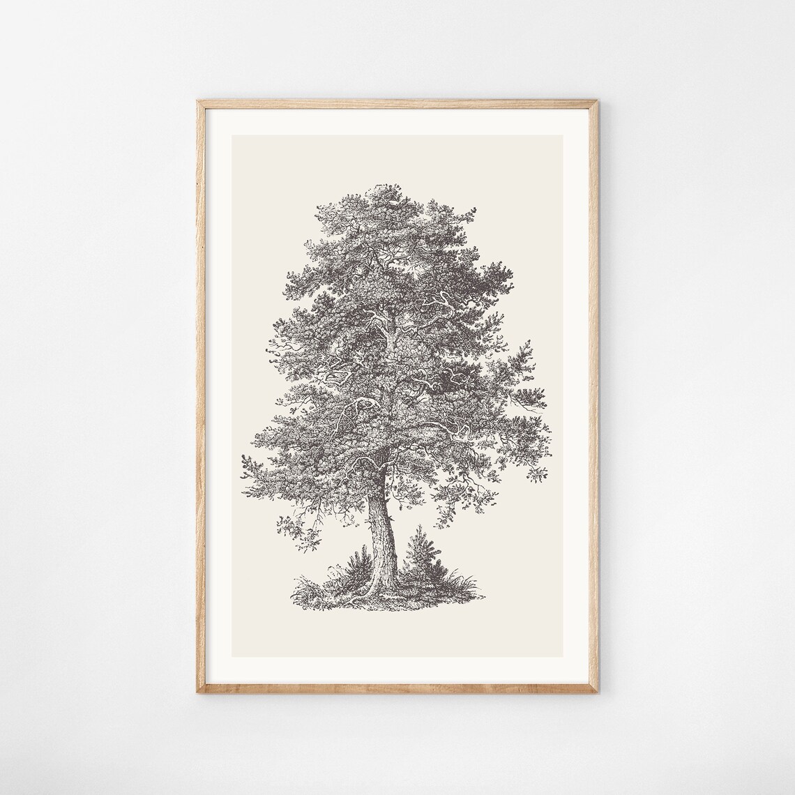 Scotch Pine Tree Sketch Print Vintage Farmhouse Drawing - Etsy