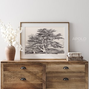 Printable Cedar of Lebanon Tree Sketch, Vintage Tree Drawing Enhanced ...