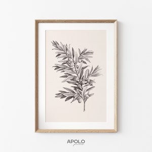 Olive Branch Print No. 1, Printable Wall Art, Vintage Botanical Sketch ...