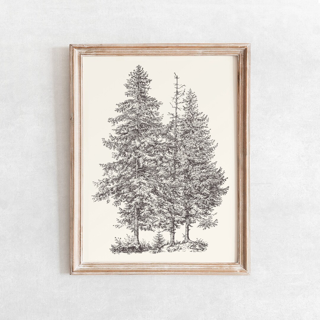 Norway Spruce Tree Sketch Print, Vintage Rustic Drawing Enhanced ...