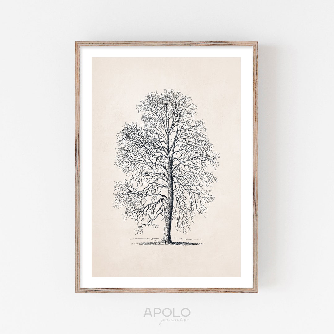 Ash Winter Tree Print Schets 08 Vintage Tekening Enhanced - Etsy Nederland
