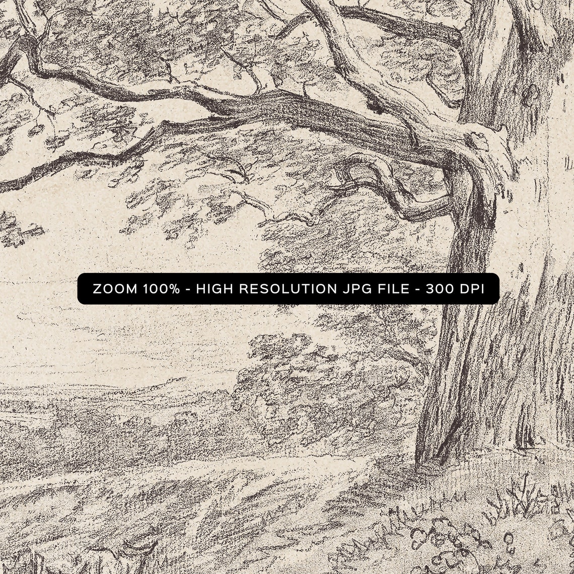 Great Oak Tree Sketch, Printable Tree Art, Vintage Drawing Enhanced ...