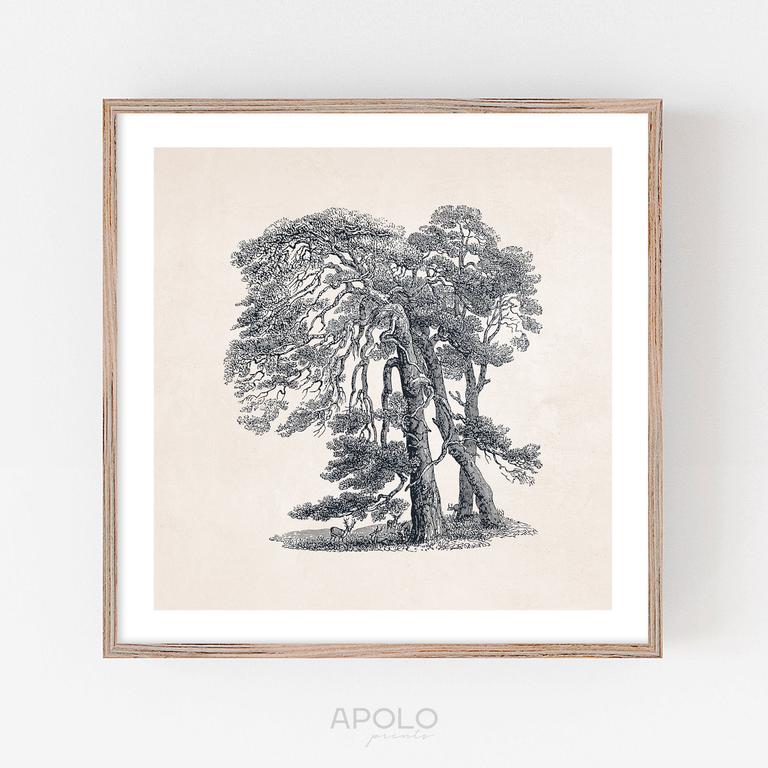 Ancient Elm Tree Sketch Print Printable Wall Art Vintage - Etsy