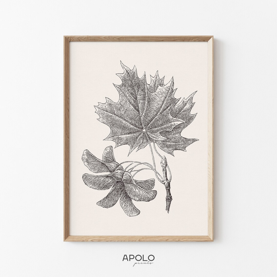Maple Seeds Print, Printable Wall Art, Vintage Branch Sketch Enhanced ...