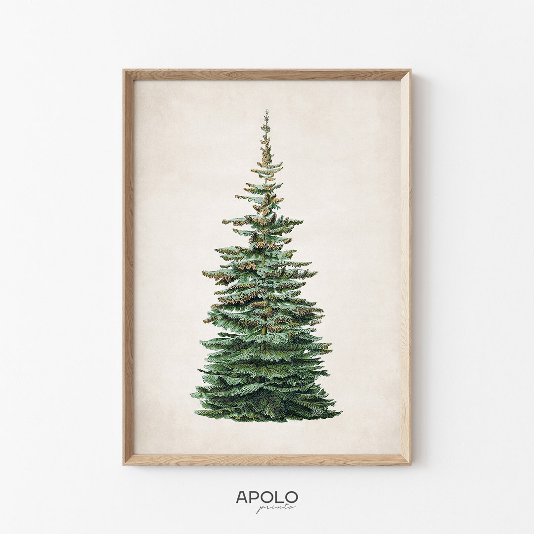 Christmas Tree Print, Printable Wall Art, Silver Fir Pine Tree, Vintage ...