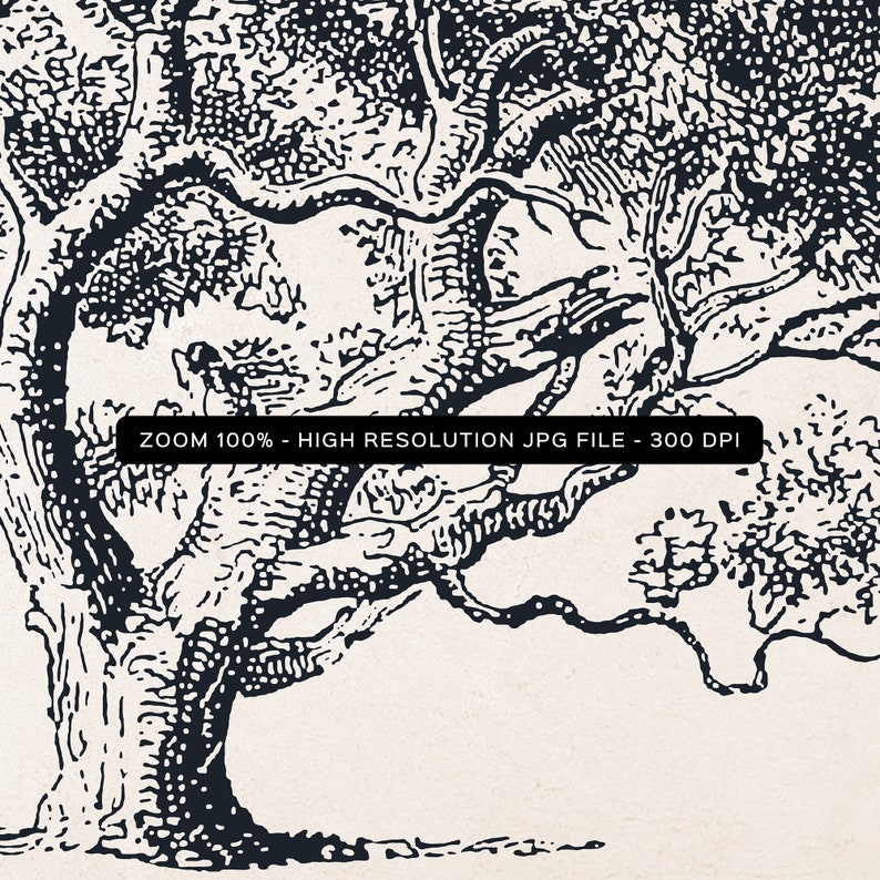 Oak Tree Drawing Print Printable Wall Art Vintage Tree - Etsy