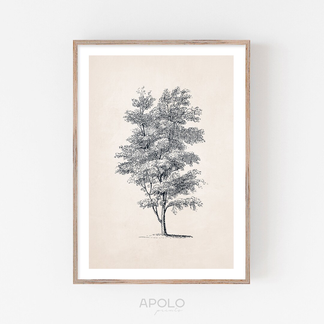Washington Hawthorn Tree Sketch Print, Vintage Tree Drawing Enhanced ...