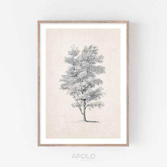 Hawthorn Tree Drawing