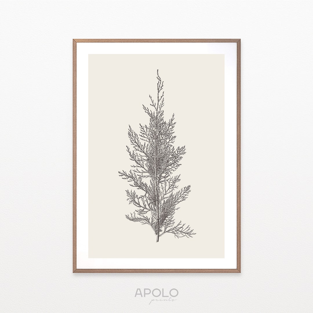Juniper Print No. 2, Winter Printable Wall Art, Vintage Botanical ...
