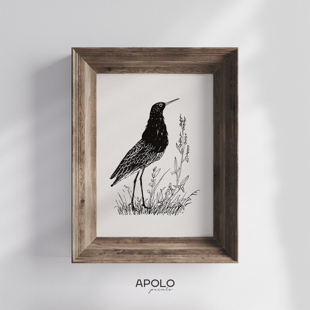 Ruff Bird Print, Printable Birds Art, Vintage Drawing Enhanced, Neutral ...