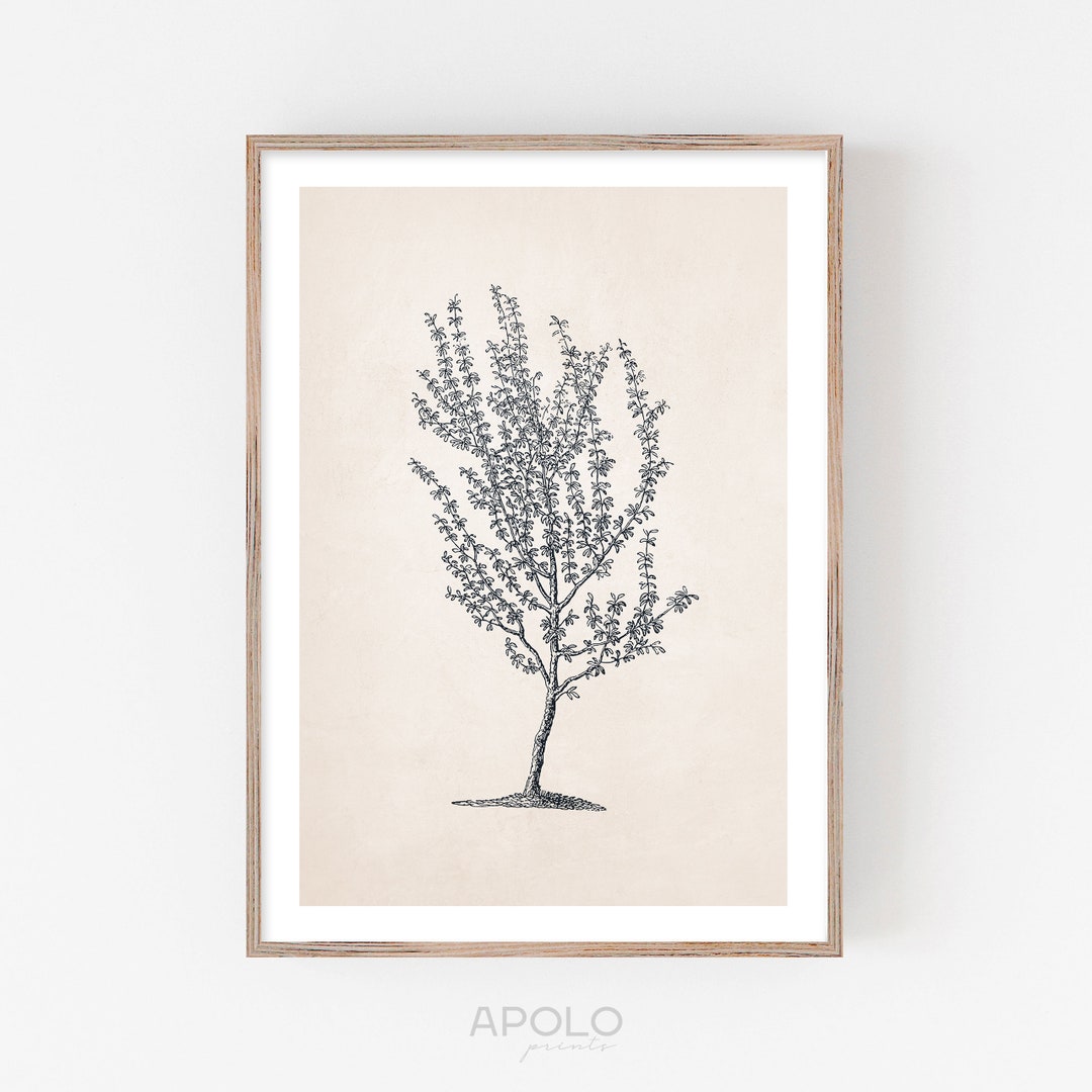 Pear Tree Sketch Print, Printable Tree Art, Vintage Drawing Enhanced ...