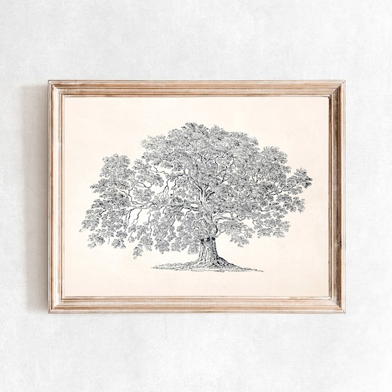 Walnut Tree Drawing
