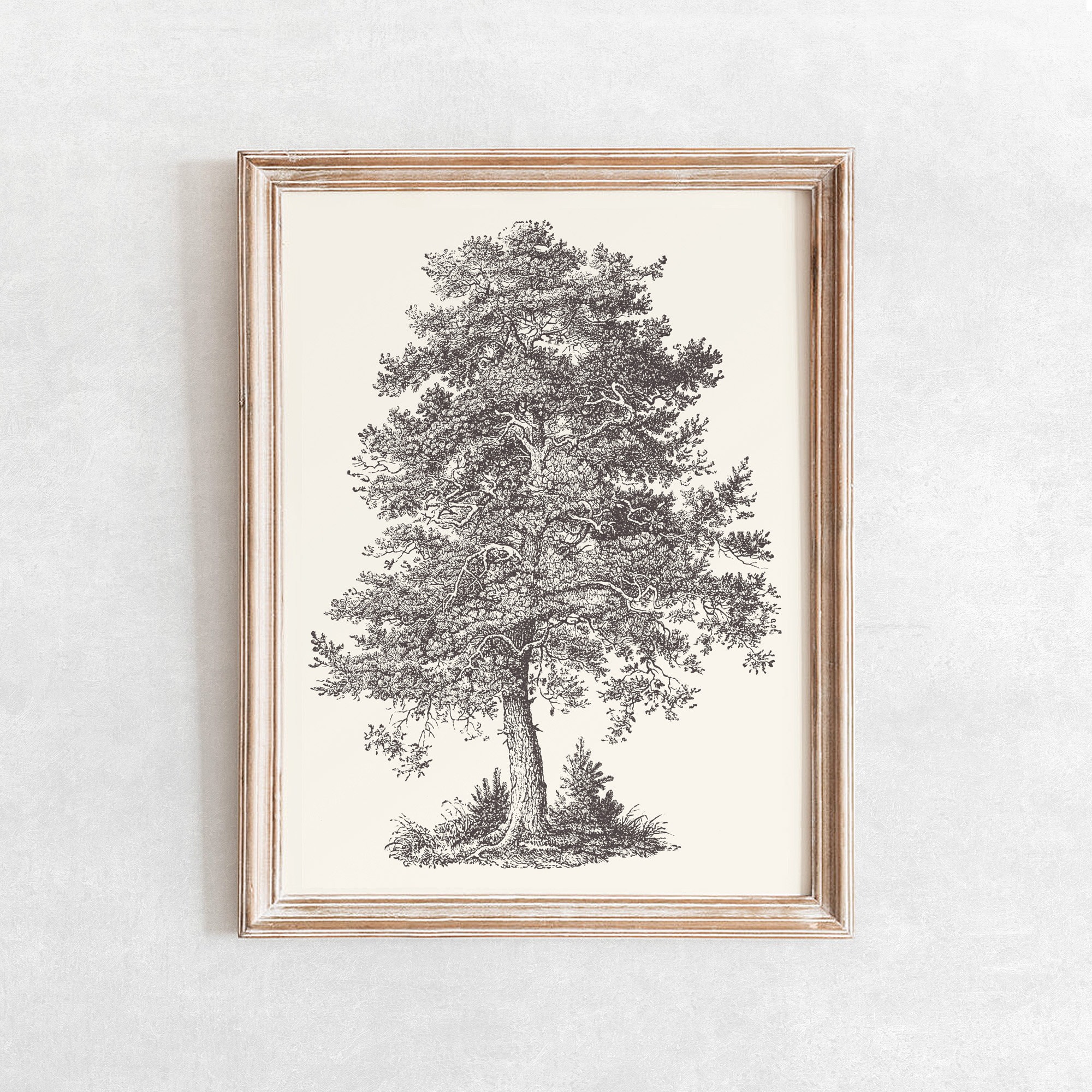 Scotch Pine Tree Sketch Print Vintage Farmhouse Drawing - Etsy