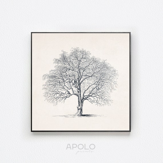 Walnut Tree Drawing