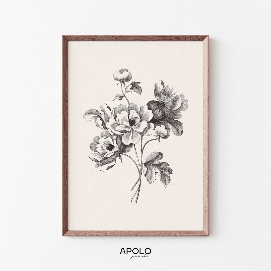 Ranunculus Sketch Print, Printable Botanical Drawing Enhanced ...