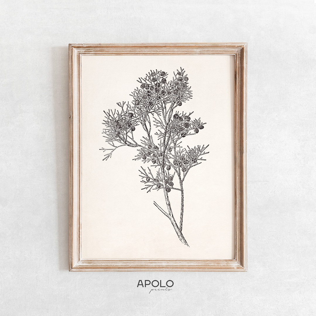 Juniper Sketch Print, Printable Neutral Art, Vintage Botanical Drawing ...