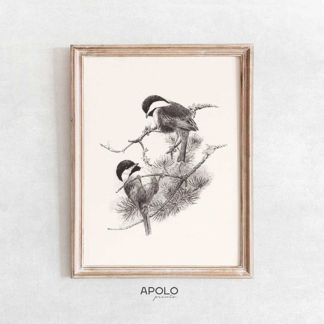 Chickadee Print, Printable Birds Wall Art, Vintage Chickadee Drawing ...
