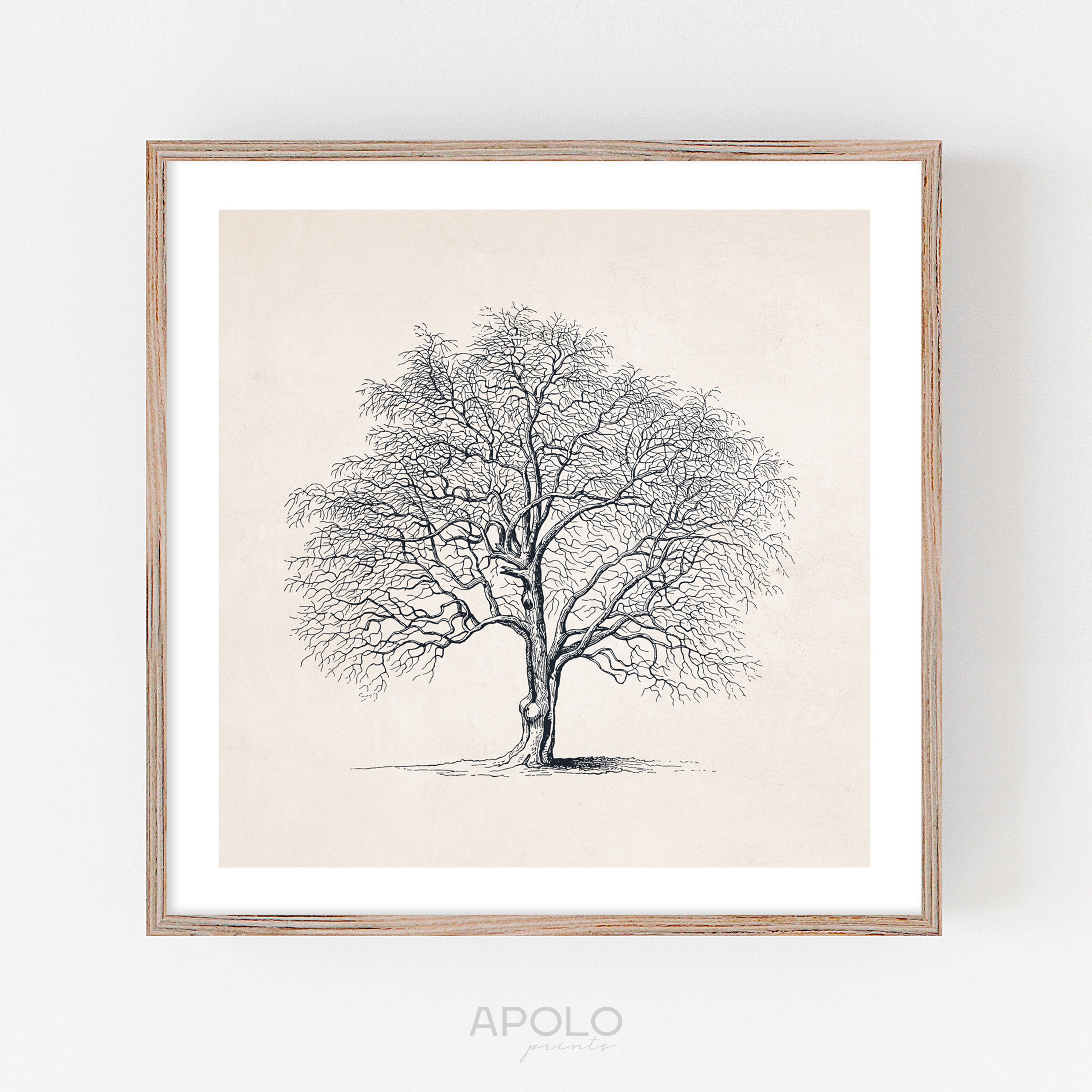 Walnut Tree Drawing