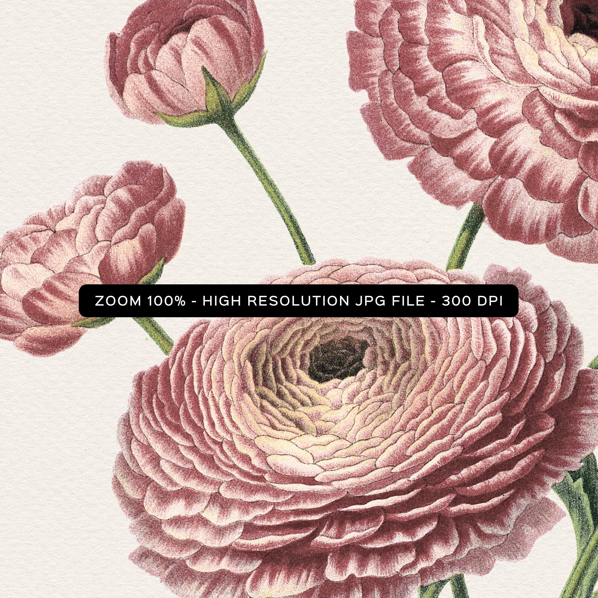 Persian Buttercup Drawing