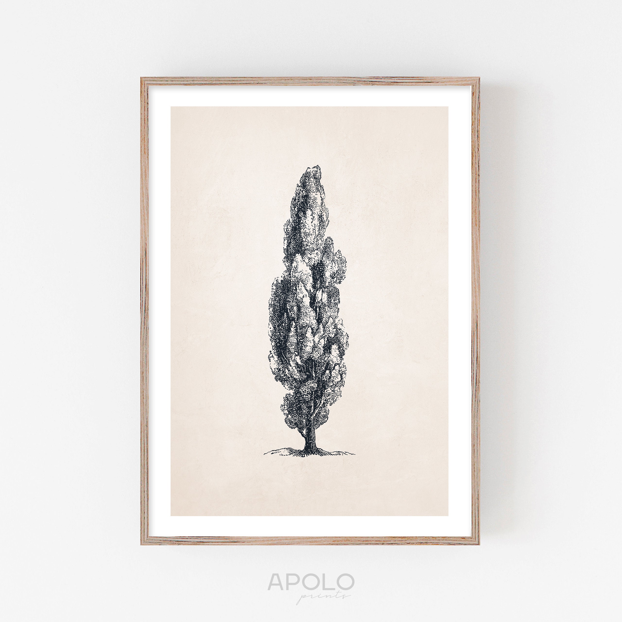 Italian Cypress Tree Drawing