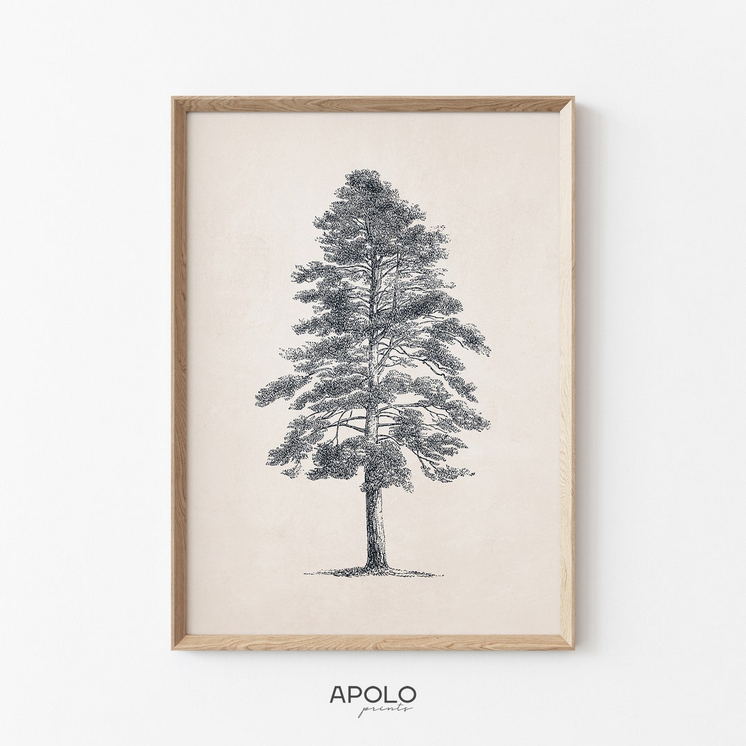 Hemlock Tree Sketch Print, Printable Tree Art, Vintage Tree Drawing ...