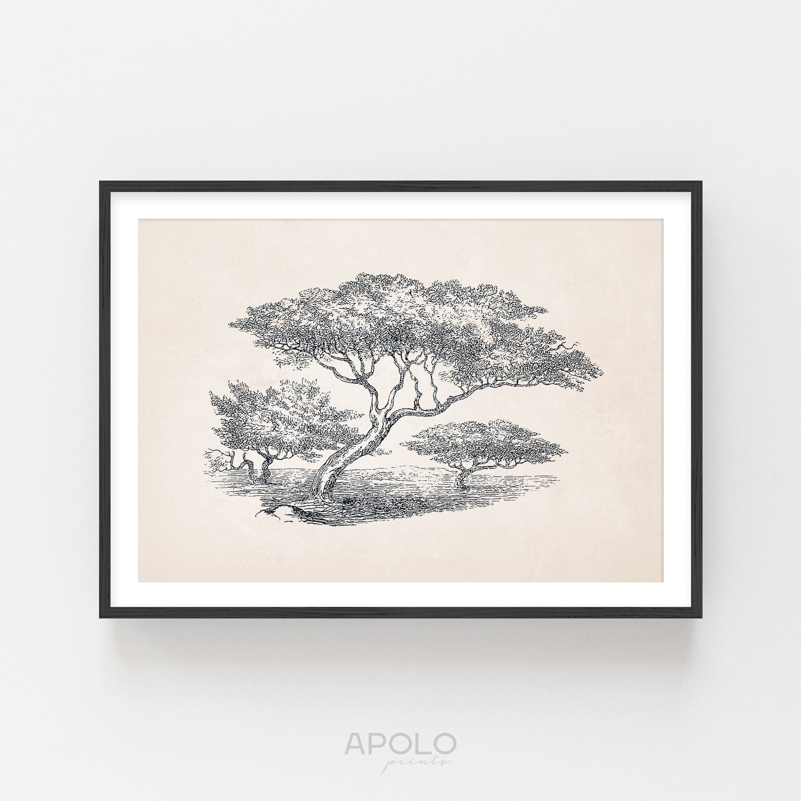 Printable Acacia Tree Drawing Vintage Tree Sketch Enhanced - Etsy