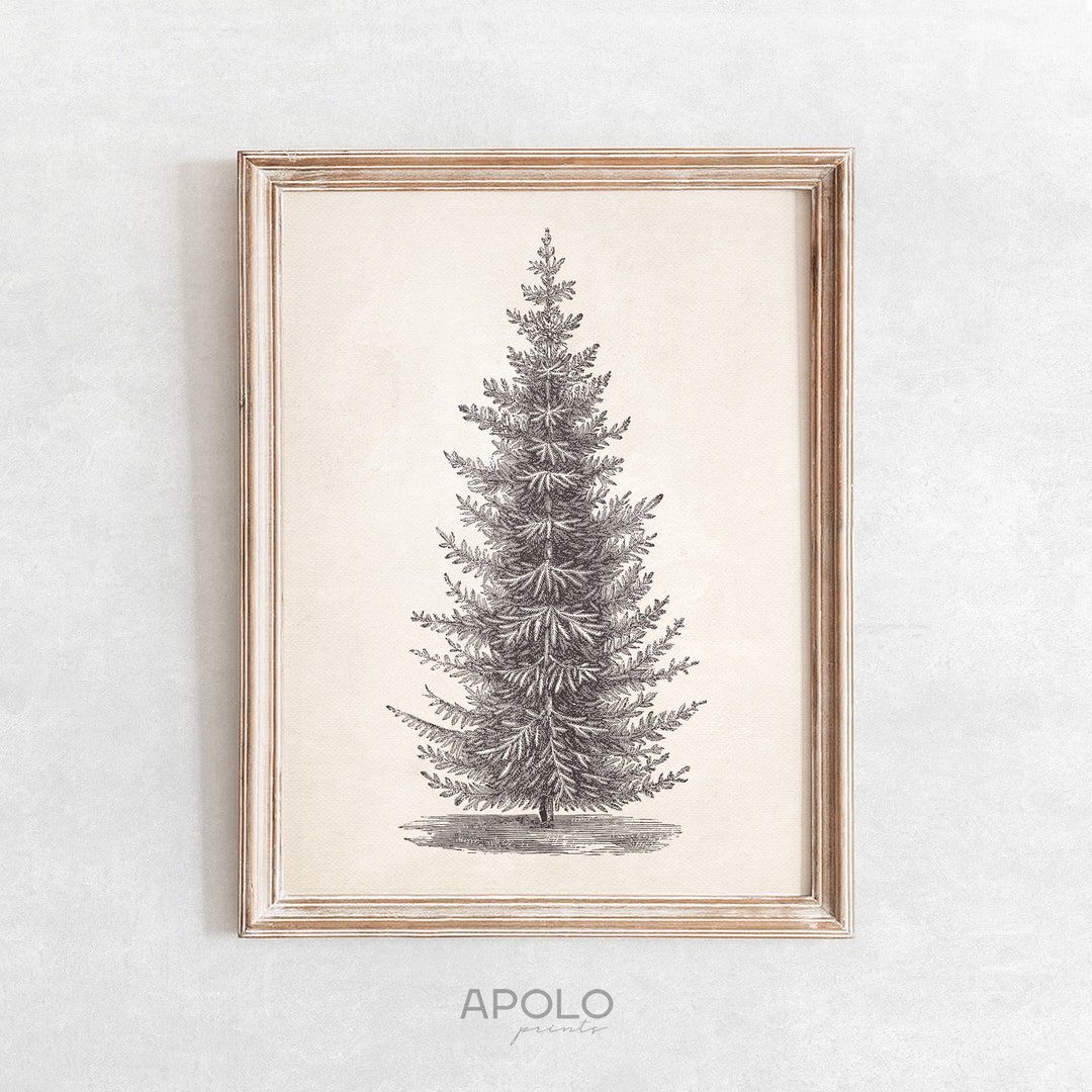 Norway Spruce Tree Sketch, Pine Tree Print, Nordmann Fir Tree ...