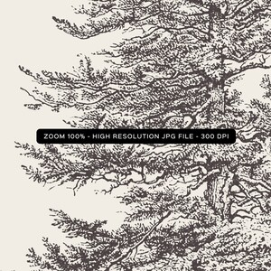 Silver Fir Tree Sketch Print, Vintage Farmhouse Drawing Enhanced ...