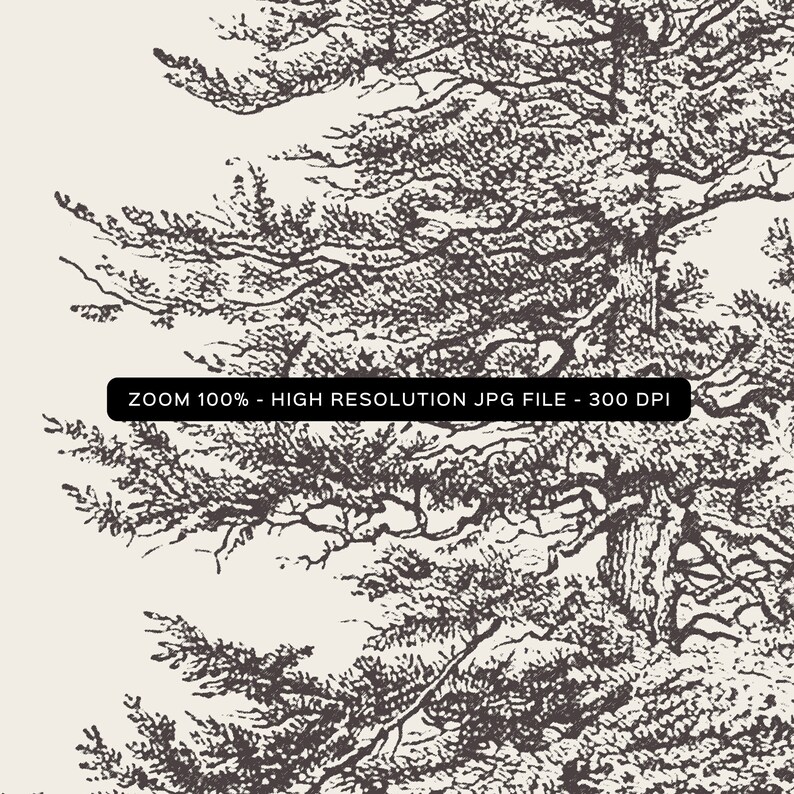 Silver Fir Tree Sketch Print Vintage Farmhouse Drawing - Etsy