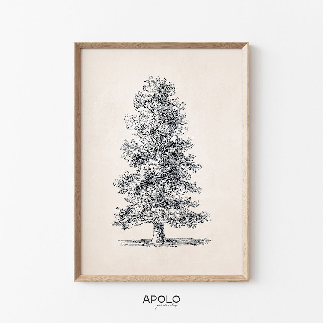 Red Spruce Tree Sketch Print, Printable Tree Art, Vintage Tree Drawing ...
