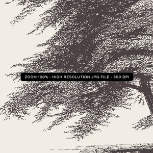 Cedar of Lebanon Tree Sketch Print, Vintage Farmhouse Drawing Enhanced ...