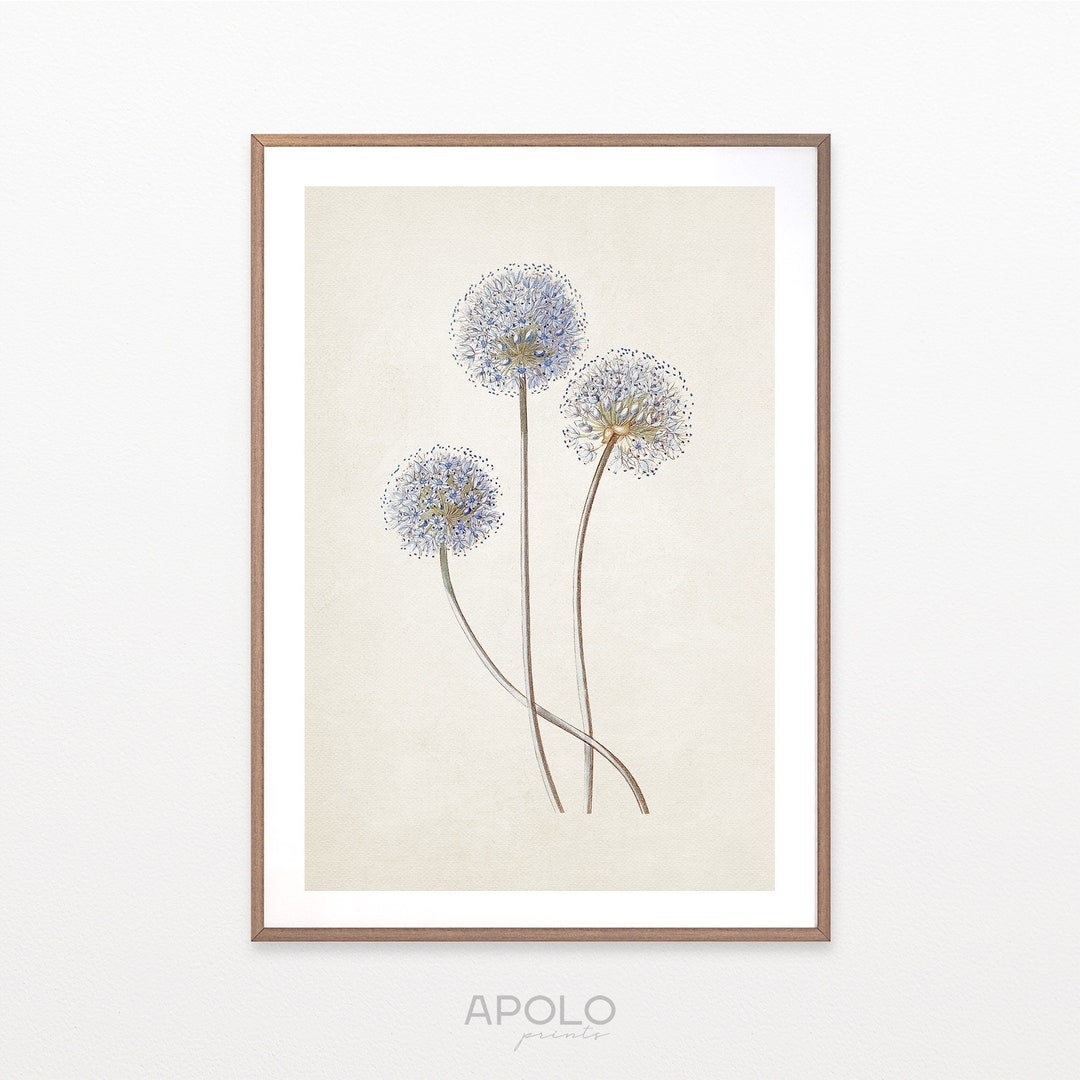 Garlic Blossoms Botanical Print, Printable Vintage Allium Flower ...