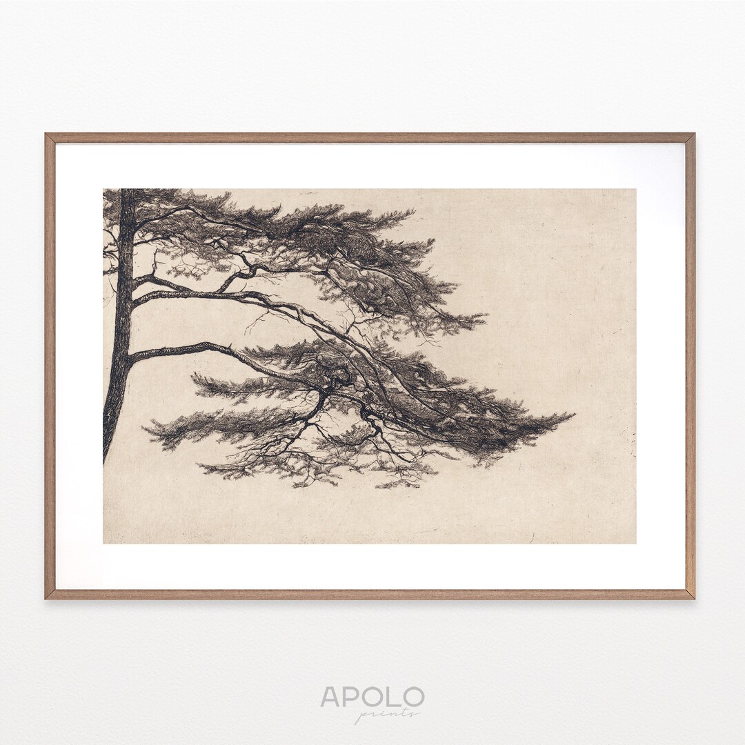 Pine Tree Branch Print, Vintage Tree Drawing Enhanced, Printable Tree ...