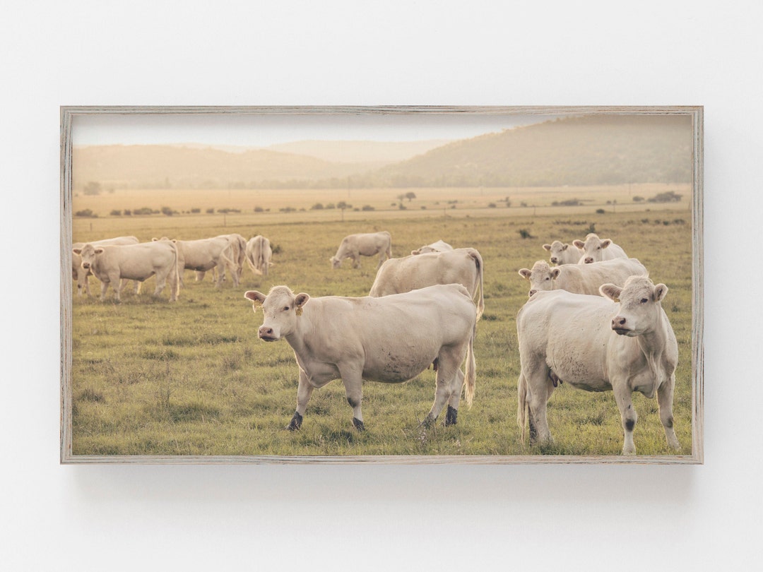 Samsung Frame TV Art | Cow Art for Frame TV | Modern Farmhouse Digital ...