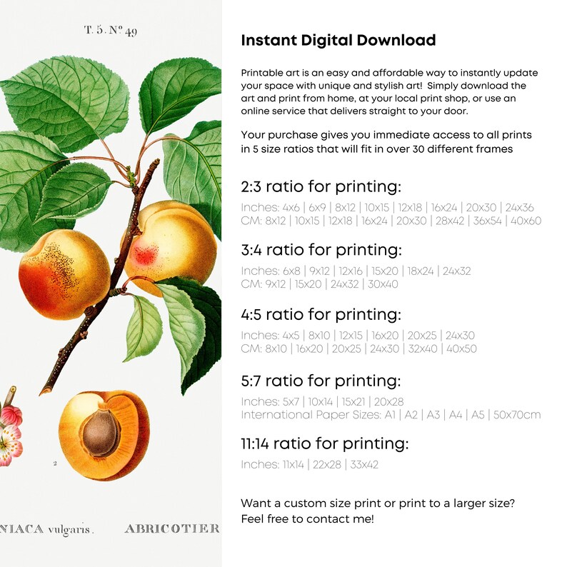 Apricot Botanical Print Set Farmhouse Fruit Apricot Branch - Etsy