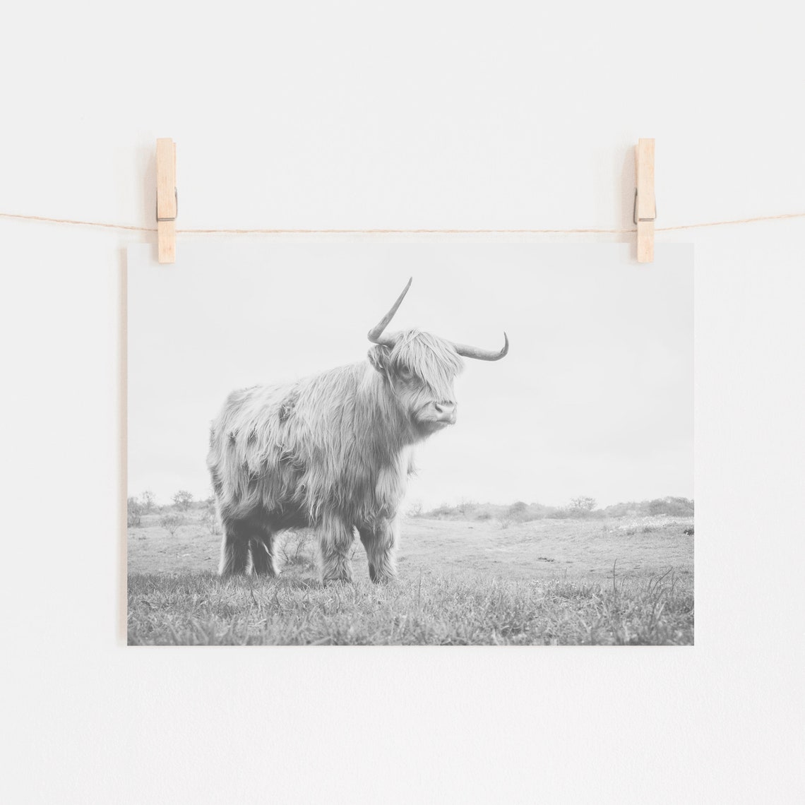 Rustic Cow Print, Cow Wall Art, Black and White, Animal Photography ...