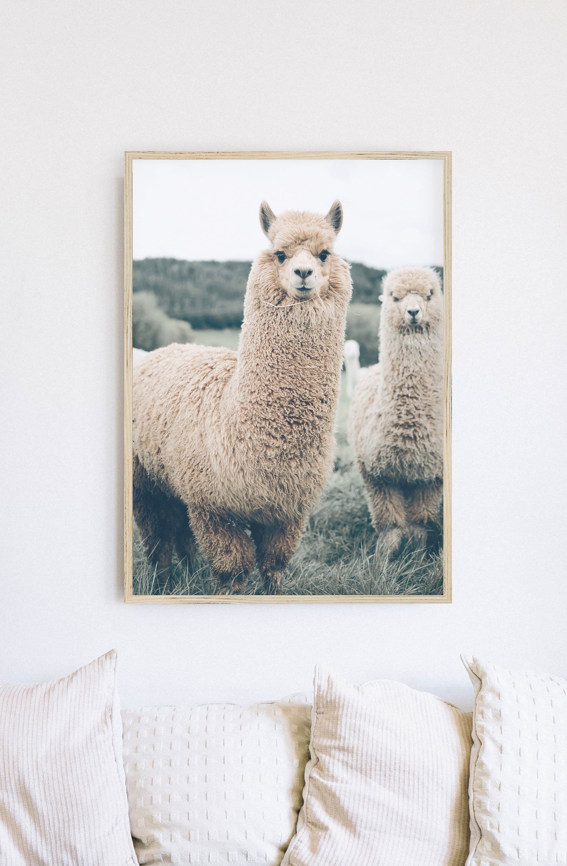 Llama Wall Art Alpaca Print Farmhouse Wall Art Alpaca - Etsy Australia
