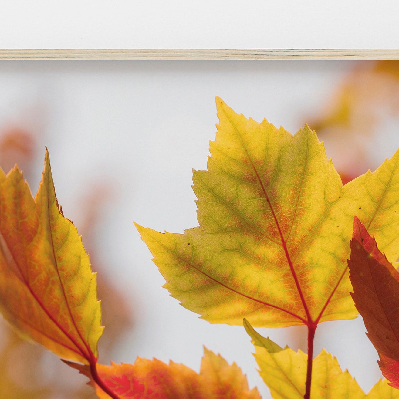 Samsung Frame TV Art | Autumn Leaves Photo | Farmhouse TV Art | Art for ...